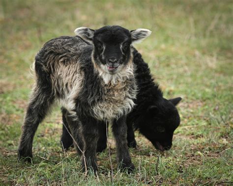 Shetland Lambs — Leatherwood Creek Farm