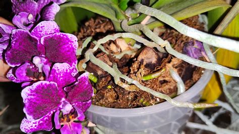 ПОЛЕЙ орхидею Этим КОРНИ ПУЧКОМ Листья ТОРЧКОМ Цветоносы из ВСЕХ ПОЧЕК 💪 Youtube