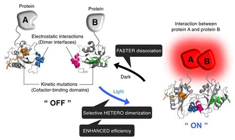 Small Photoswitching Proteins Are The Fastest In The World The