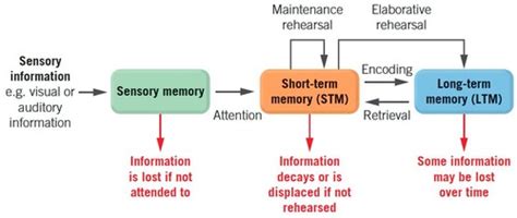 U3 Aos 2 Learn And Remember Types Of Memory Flashcards Quizlet