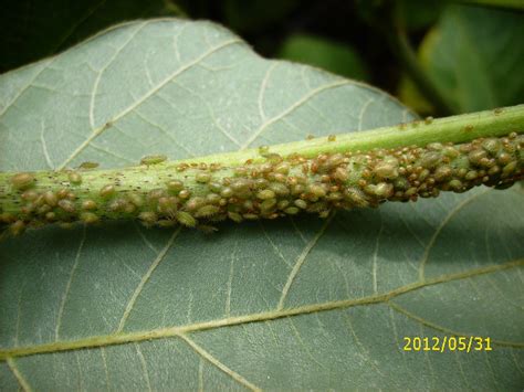 Kudzu Bug Nc State Extension