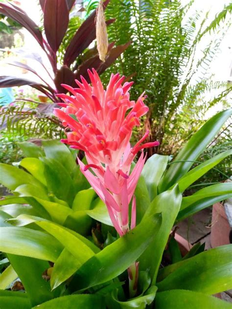 Mi Flor De Bromelia Plantas Jardin Bromelia Plantas