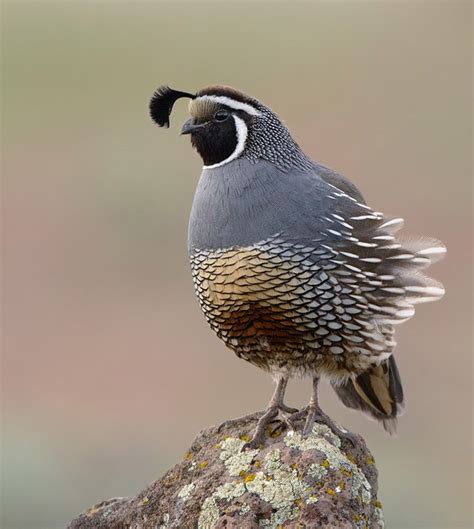 California Quail Audubon Field Guide