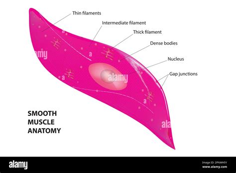 Smooth Muscle Cell Labeled Diagram