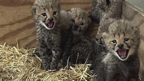 Cora Welcomes Five Cheetah Cubs At Saint Louis Zoo