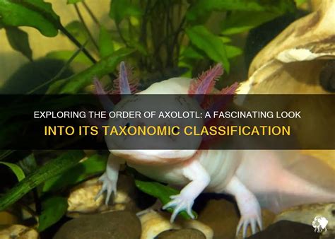 Exploring The Order Of Axolotl A Fascinating Look Into Its Taxonomic