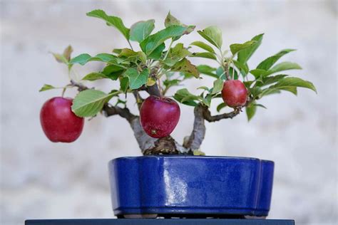How To Grow Apple Trees In Pots A Ultimate Guide Plantglossary