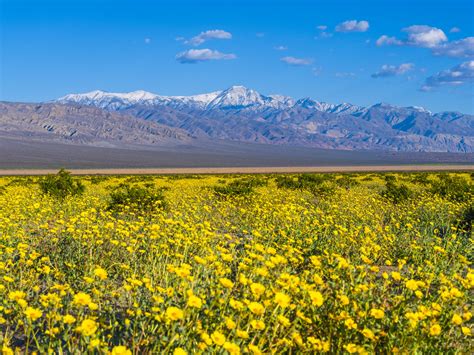 Death Valley National Park Wildflowers Superbloom Fuji Gfx100s