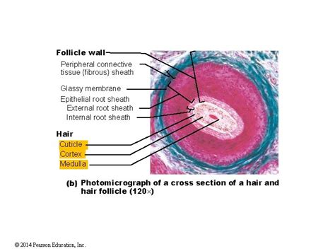 5 The Integumentary System Power Point Lecture Presentations