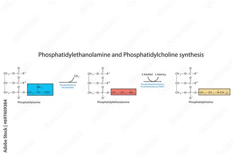 Schematic Molecular Diagram Of Phosphatidylethanolamine And