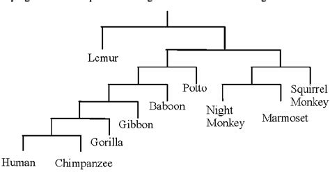 Figure 1 From Molecular Phylogeny Analysis Using Correlation Distance