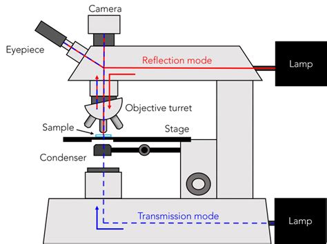 Optical Microscopy Brightfield Darkfield