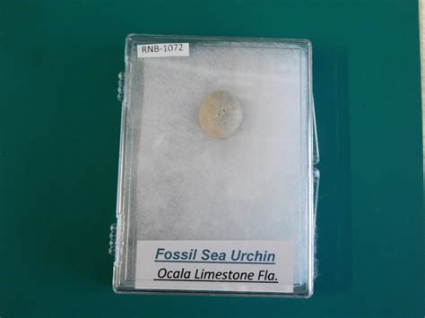 Echinoderms Rocks And Bones Minerals Fossils And Collectibles