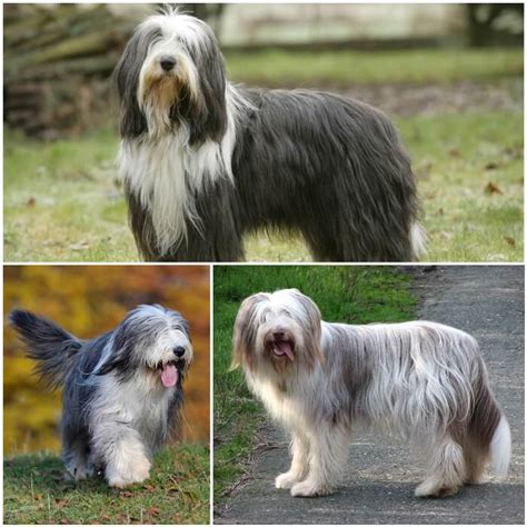 29 Razas De Perros Peludos Chicos Medianos Grandes Blancos