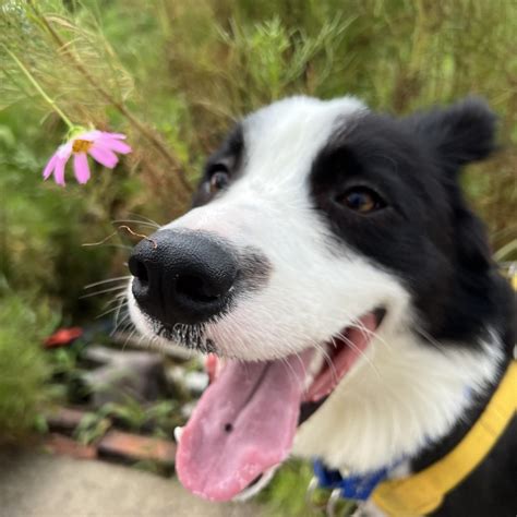 보더콜리믹스 하이 강아지책임분양♥ 강아지파양 고양이파양 유기견무료분양입양 아이조아요양보호소