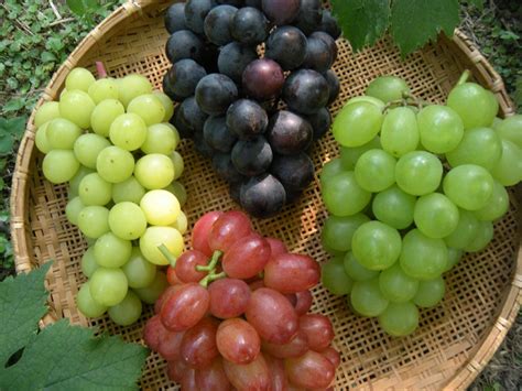 히라오카 포도원｜액티비티｜visit Kochi Japan