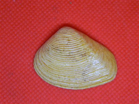 Fossil Specimen Menu Jurassic James