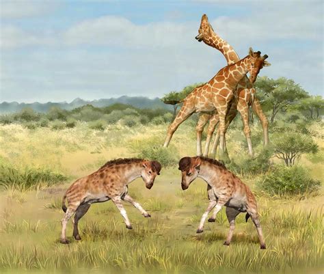 Strange Giraffoid Fossil Solves Giraffe Evolutionary Mystery