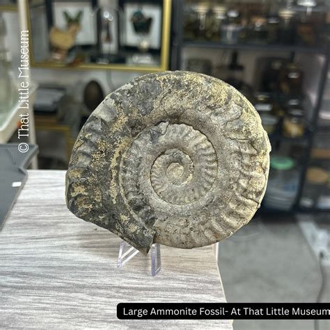 That The Biggest Fossil In Our Collection Is This Ammonite Measuring