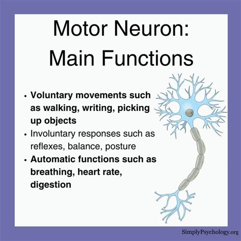 Motor Neuron Function Types And Structure