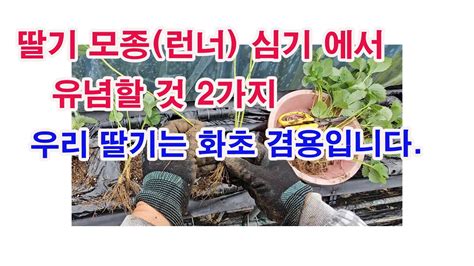 딸기 모종런너 심기에서 유념할 것 2가지 우리 딸기는 화초겸용입니다딸기 재배 딸기 심기 딸기 모종 심기 딸기 런너