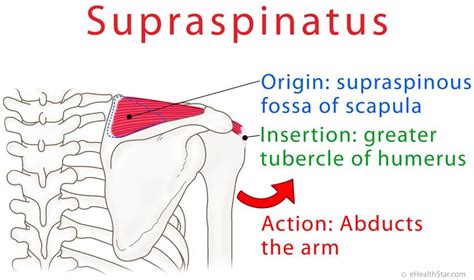 Supraspinatus Muscle Artofit