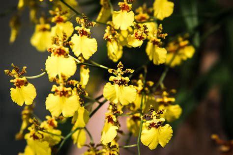 Orchid Photograph By Laimis Urbonas Fine Art America