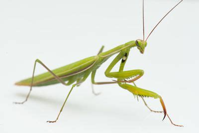 10 Fascinating Praying Mantis Facts