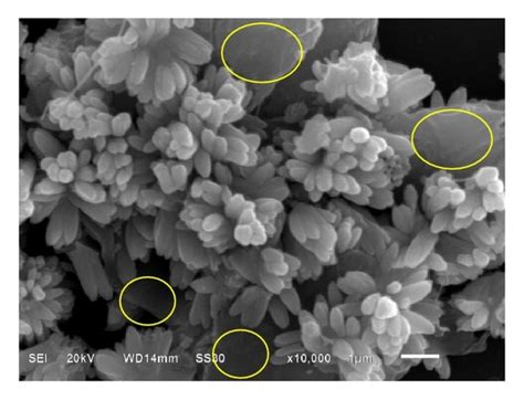 Micrograph Of ZnO SiO2 Using 3 0 M NH4OH Showing Flower Like ZnO SiO2 Download Scientific