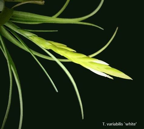 Bromeliads In Australia Tillandsia Variabilis
