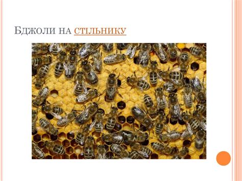 Бджільництво презентация онлайн
