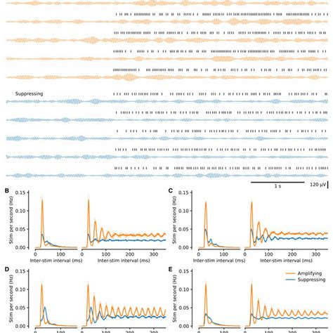 The Pattern Of Stimulation Differed Between Amplifying And Suppressing