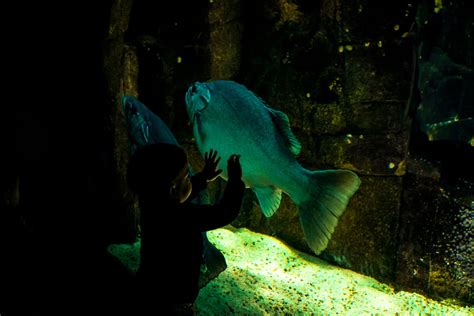 Океанариум Лиссабона Withportugal