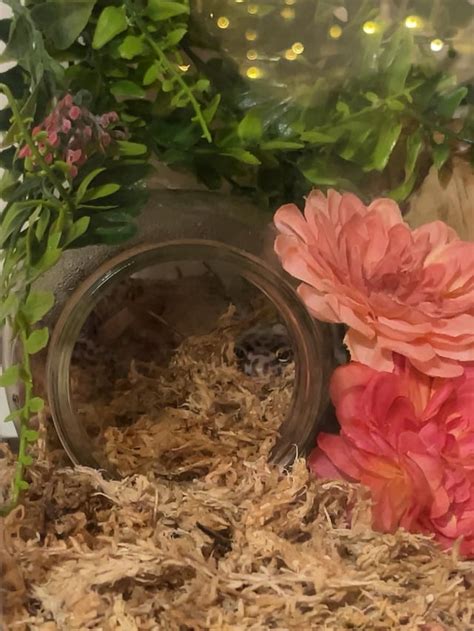 My Pretty Girl Rleopardgeckos