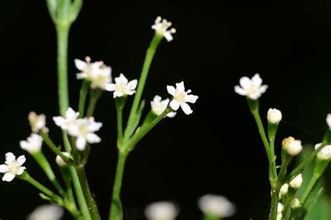 小さい小さい 可愛い花から 花・植物
