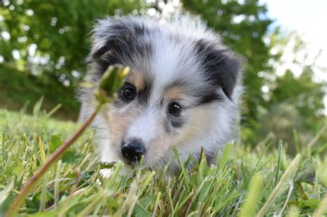 Shetland Sheepdog Puppy Animal Free Photo On Pixabay
