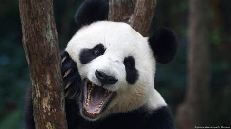 Panda Sex Pick Your Partner Dw 12152015