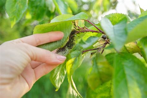 Spring Season Cherry Tree Close Ups Of Insects Aphid Pests Stock