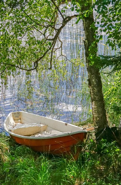 로 잉 보트 호수 자작나무 Pixabay의 무료 사진 Pixabay