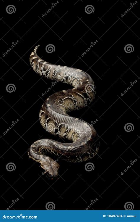 Borneo Short Tailed Blood Python Stock Photo Image Of Herpetology Space 10487494