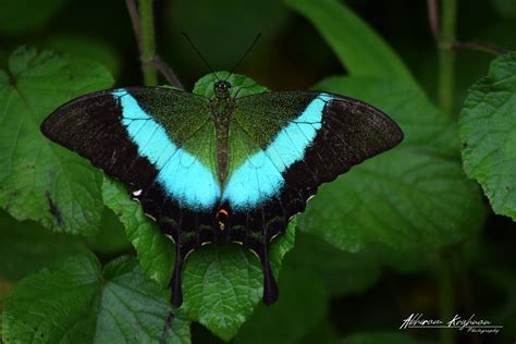 About Kerala State Symbol
