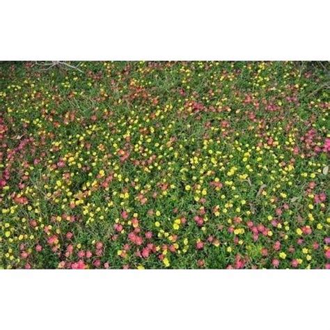 Table Rose Plant At Best Price In Coimbatore By Arteries Id 17546860312