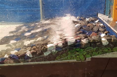 Rock Sorting Environment Land And Water Queensland Government