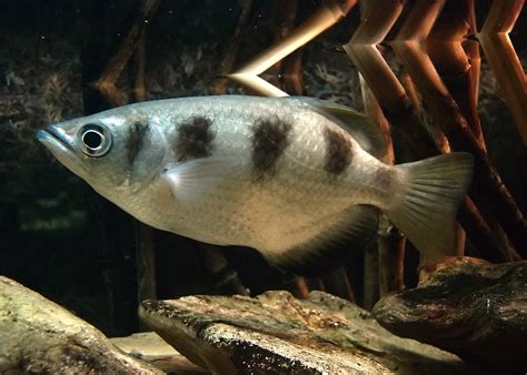 30 Facts About Archerfish