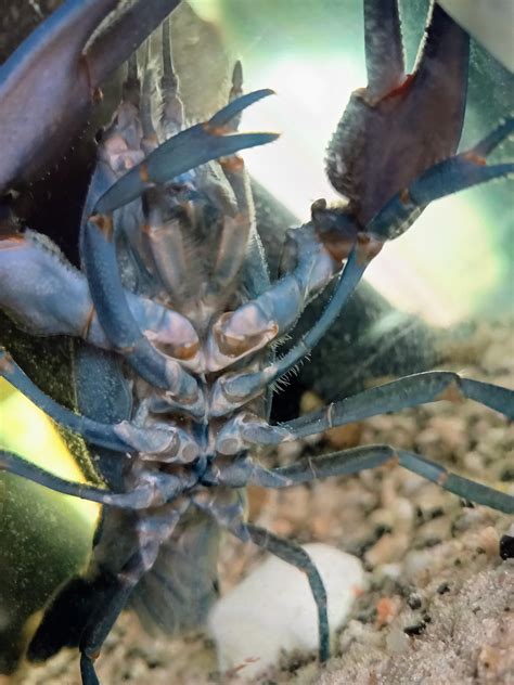 Double Checking Sex Of Yabby Rcrayfish