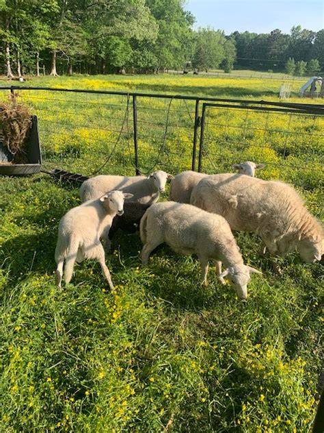 Grass Fed Lamb Earnest Roots Farm