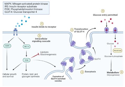Tyrosine Kinase Receptor Insulin