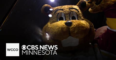 The History And Evolution Of Goldy Gopher Cbs Minnesota