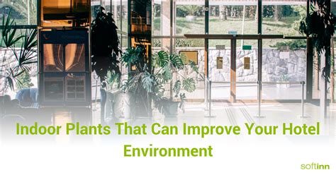 Indoor Plants That Can Improve Your Hotel Environment Softinn