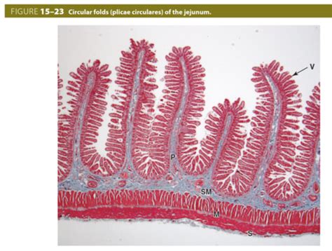 Biol 210 Digestion Rev Flashcards Quizlet